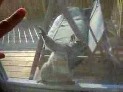 Here is video of a squirrel attack | shinerstudio