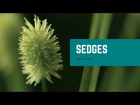 Sedges | Plant of the Month
