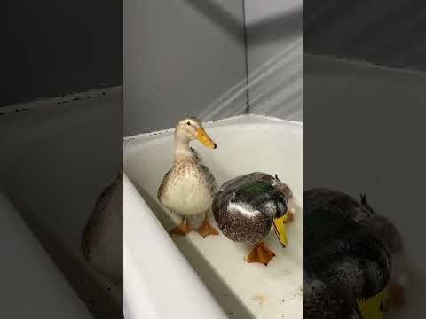 Duck for adoption - Phoebe and Joey, a Duck in New York, NY | Petfinder