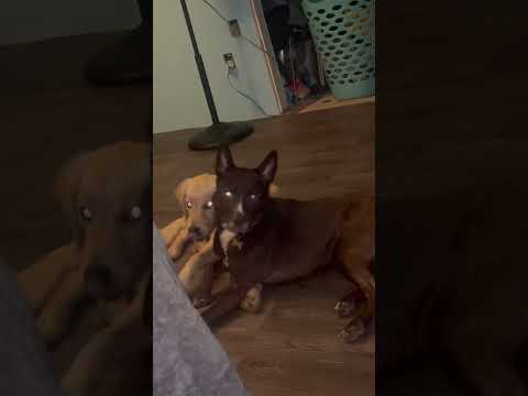 We got Mocha a sister! Meet MARLEY!!