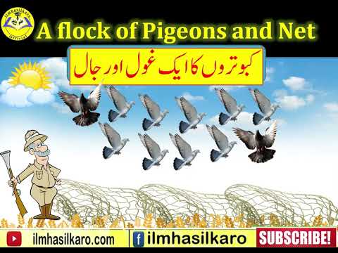 The Pigeons and the Hunter | Moral Story | A flock of Pigeons and Net | ilmhasilkaro | Urdu English