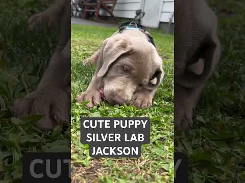 🩶Silver Labrador puppy Jackson is now 10 weeks old! #sweetpuppy #dog #cutepuppy