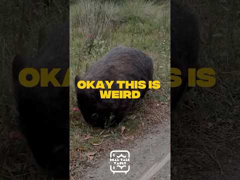 Okay, this is weird… but did you know wombats poop cubes? #weirdfacts #sciencefacts #wombat