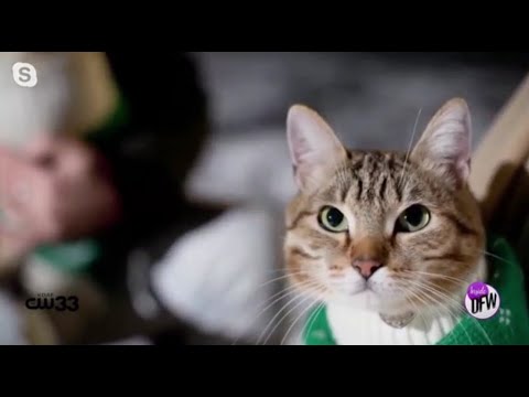 These Petivity by Purina products could keep your pet healthier than ever