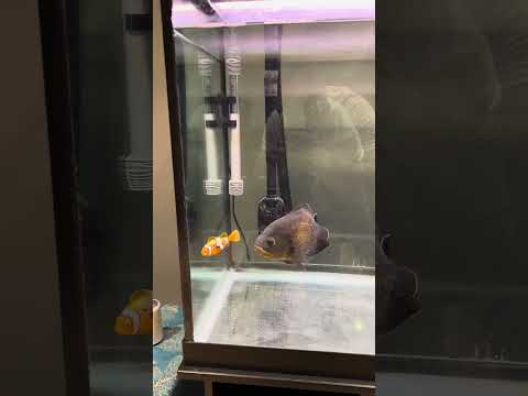 Robo Alive | Robo Fish | Part 2 of 4