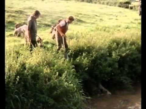 Mink kill by Three Counties Minkhounds 1982 – Kent Hunt Sabs