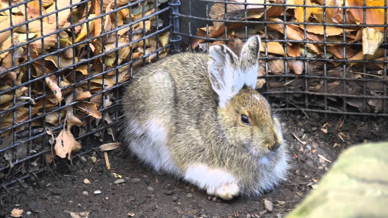 Creature Feature: Snowshoe Hares