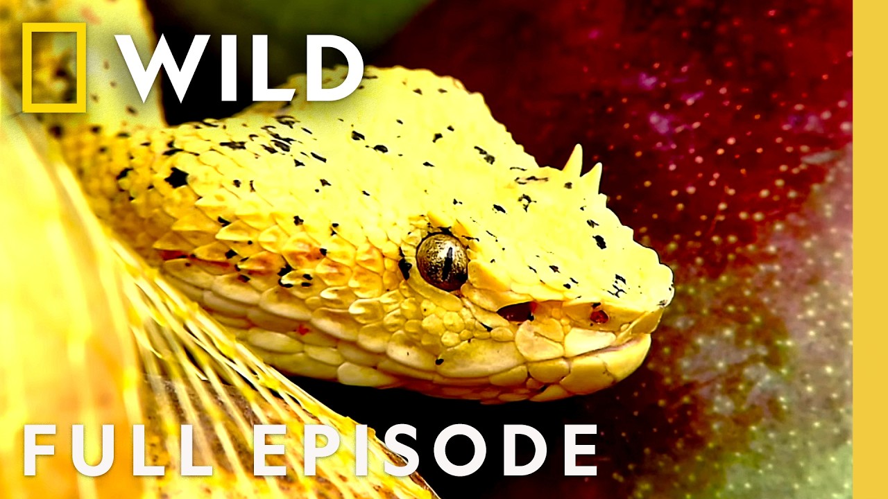 Ranking America's Deadliest Snakes (Full Episode) | World's Deadliest Snakes | Nat Geo Animals