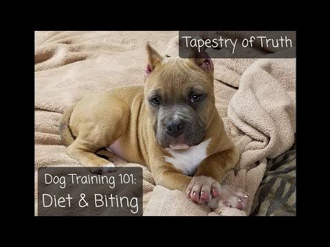 Dog training 101: Good Diet and Biting in today's Tapestry of Truth