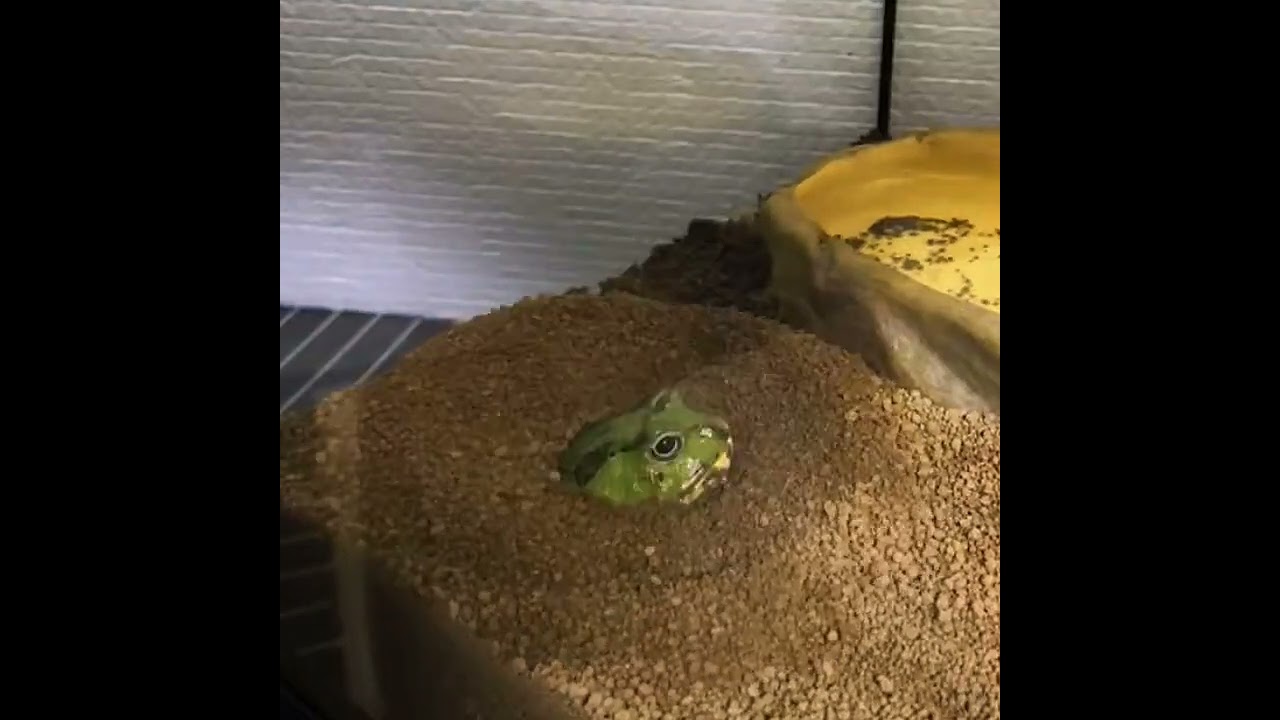 frog timelapse 🐸😂 #adorable #animals #frog