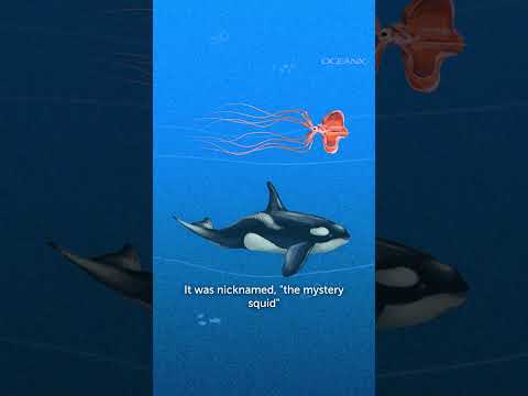 The Deepest Squid in the Ocean: The Bigfin