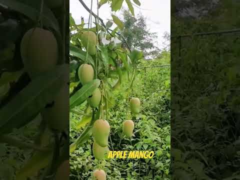apple mango
