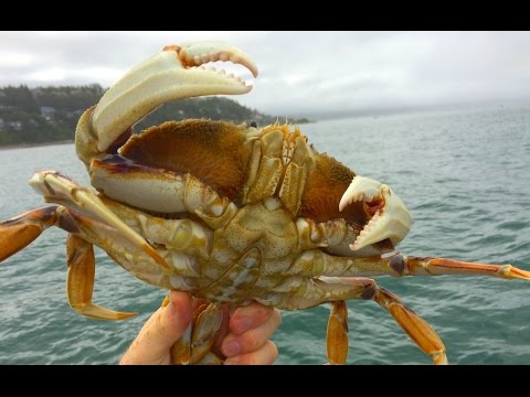Grant's Getaways: A Dungeness Crab Dinner