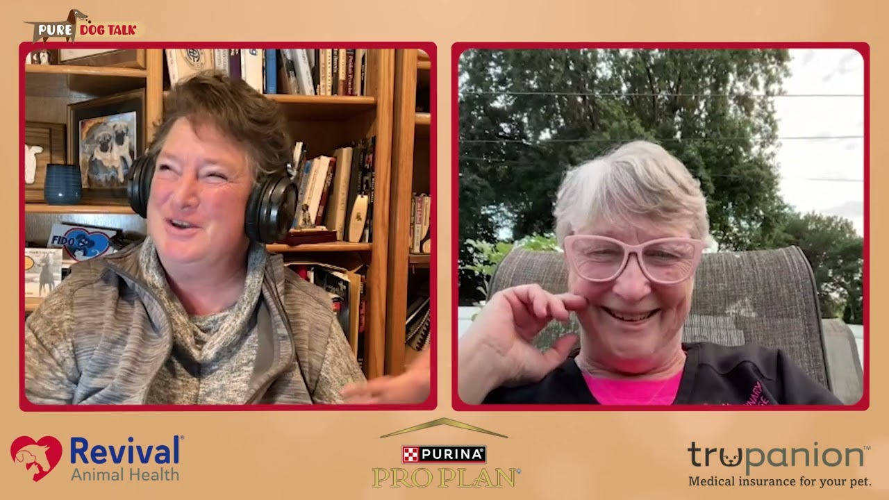 C Sections with Dr Marty Greer DVM on the Pure Dog Talk Podcast