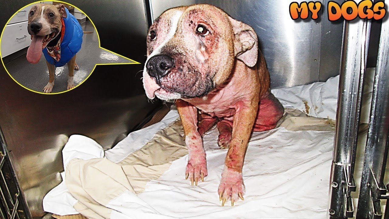 Before & After Rescue Stray Dog Transformations Show What Love Can Do