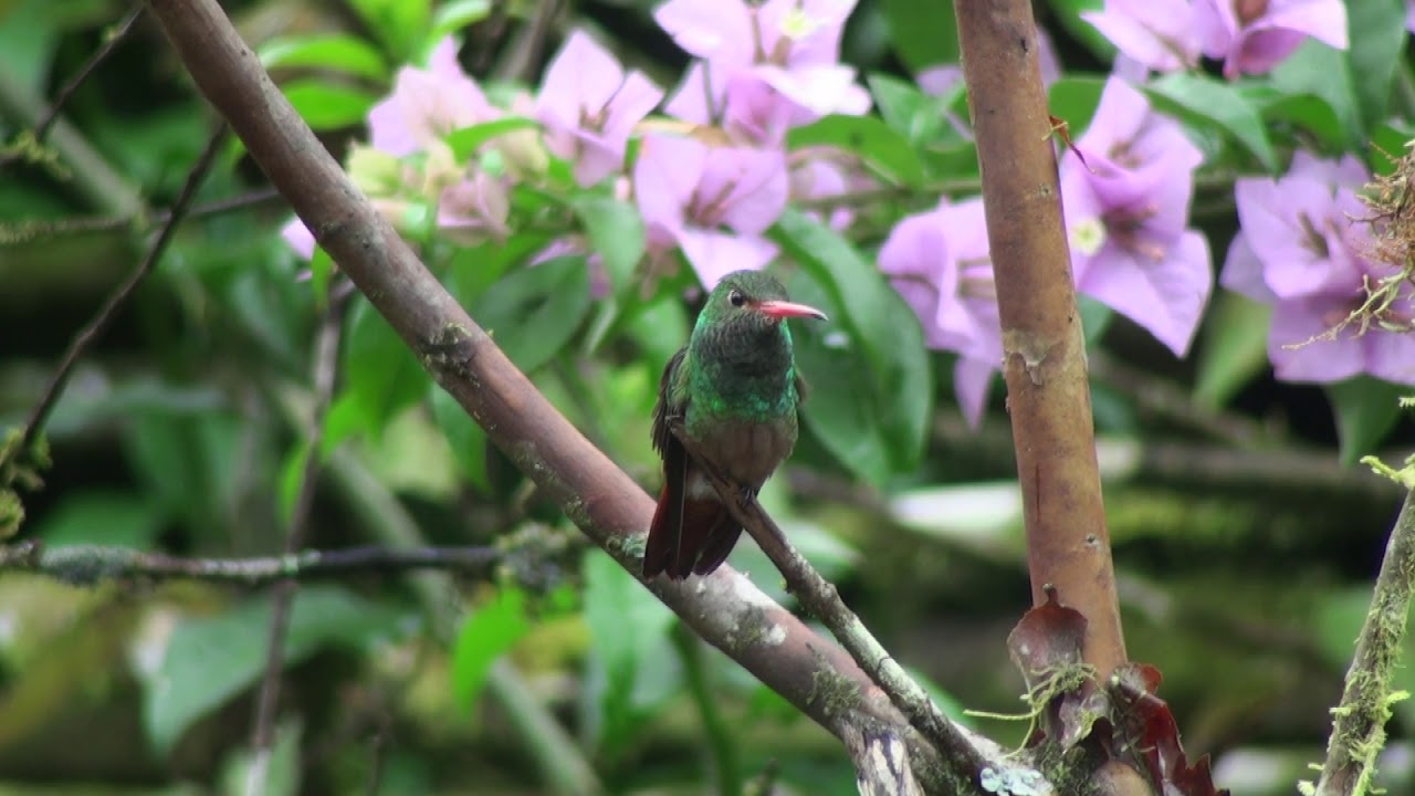 Ariane à ventre gris (Amazilia tzacatl jucunda) Rufous-tailed Hummingbird