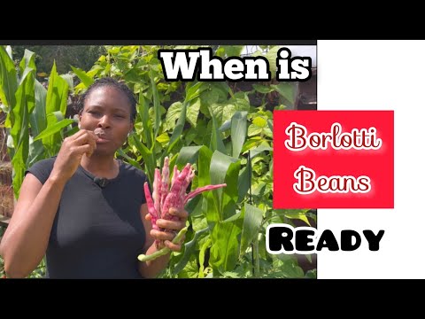 BORLOTTI AKA CRANBERRY BEANS / allotment gardening on a budget for beginners