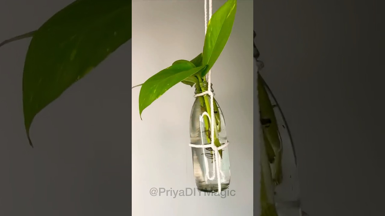 Save this Easy 🌿 Plant DIY! 🪴 Add Greenery to Your Home! ✨ #viral #diy #plantlovers #homedecor