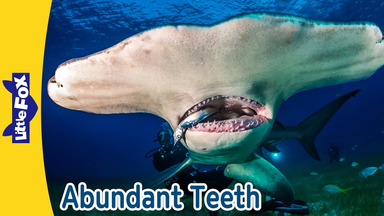 Lots of Teeth! | Sharp & Powerful Bites! | Shark, Alligator, Crocodile, and More | Little Fox