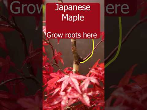 Propagating Japanese maple using airlayers