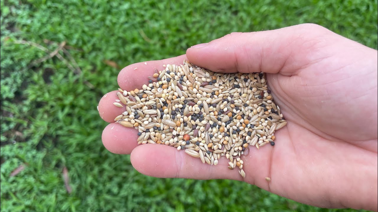 Using Bird Seed as a Cheap Cover Crop in the Garden