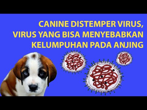 CARA MENGETAHUI DAN MENCEGAH TERSERANG CANINE DISTEMPER VIRUS PADA ANJING