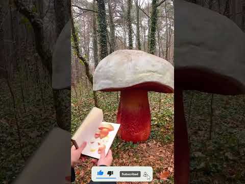 Are you interested in tasting this mushroom soup #giant#interistingfactsaboutmushrooms#raremushroom