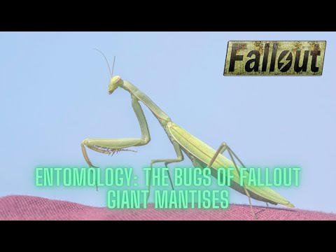 Steam Community :: Video :: The Bugs of Fallout: Wasteland Entomology ...