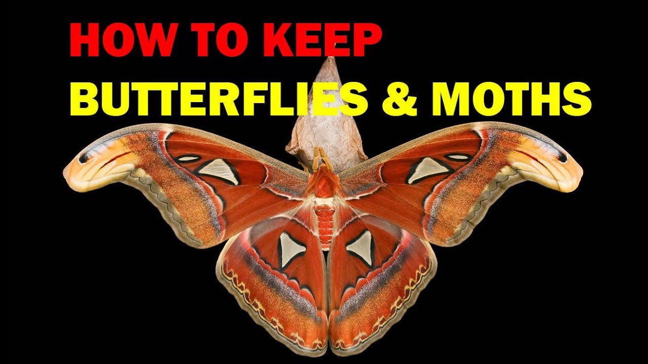 How to keep  Butterflies and Moths (Weird and Wonderful Pets Episode 4 of 15)