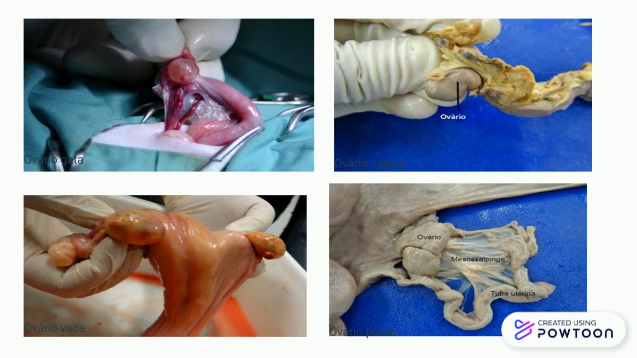 SISTEMA REPRODUTOR FEMININO.pptx