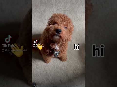 Always hungry #dog #cavapoo #shorts #cutedog #short #mcdonaldschickennuggets #food #hungry #funny