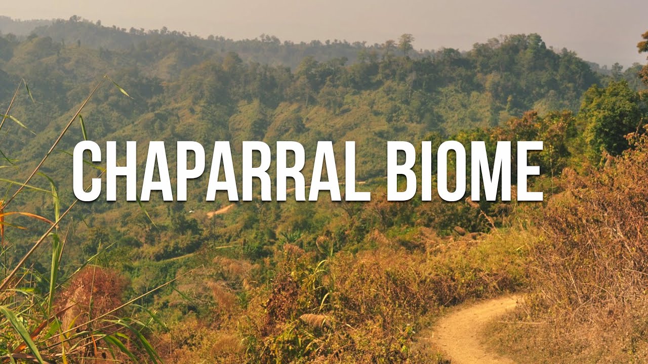 What the Chaparral Biome Looks Like