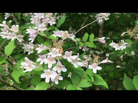 Abelia and Kolkwitzia - Two Shrubs to Know
