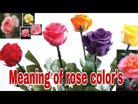 Rose colors and it's meaning in English