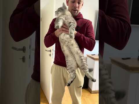 IST DEINE KATZE SCHLAU ODER DUMM? (2) CatInfo #katze #catsofyoutube #cat
