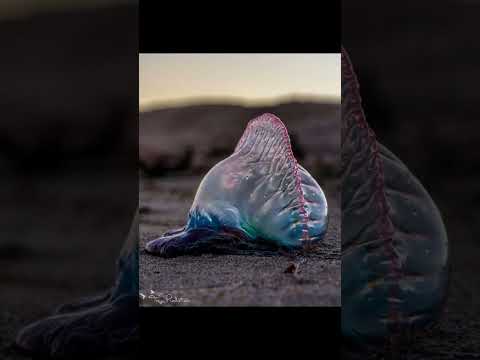 Portuguese Man o War #deadly #manowar #sea #stings #tentacles
