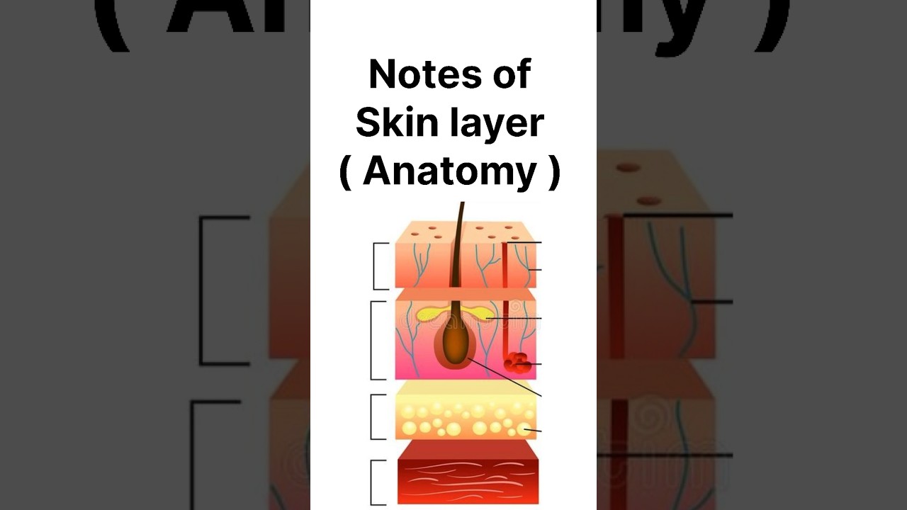 Skin ( Anatomy & physiology )#notes #anatomy #physiology #skin #epidermis #dermis #shorts #nursing