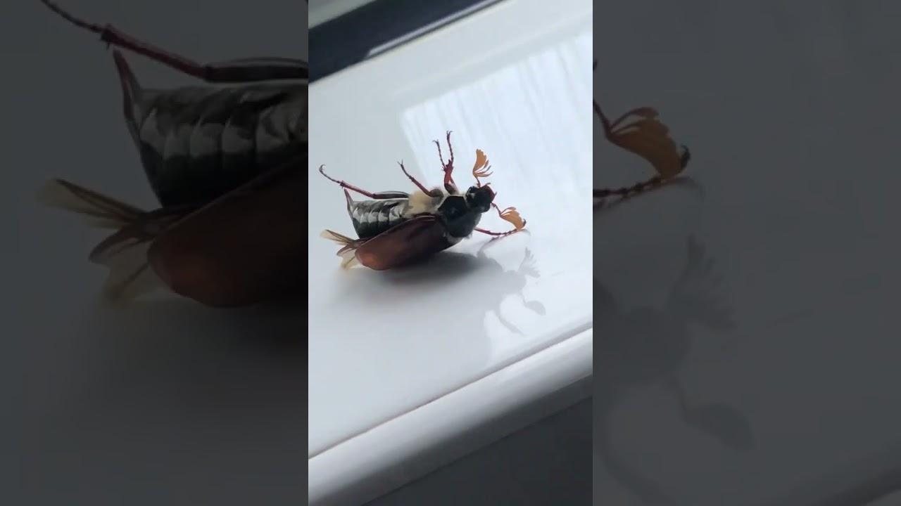 May bug in my bath room