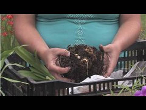 Flower Bulbs : How to Divide Amaryllis Bulbs