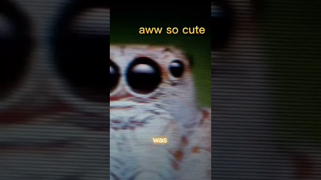 Jumping spider #edit R.I.P Jumpy #shorts