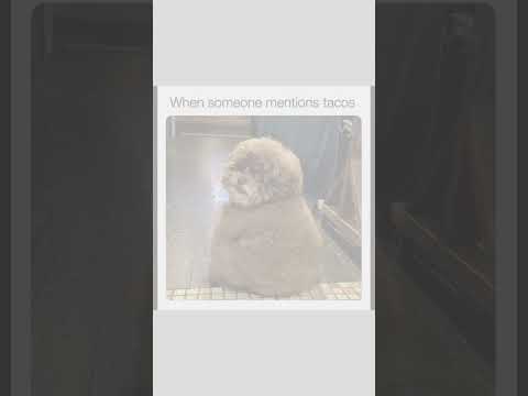 Funny Dog Memes #Shorts 2