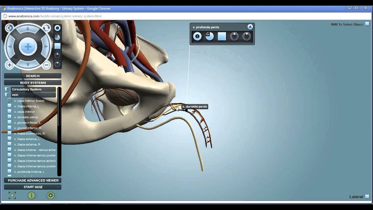 Urinary System - Interactive 3D Anatomy - Anatronica