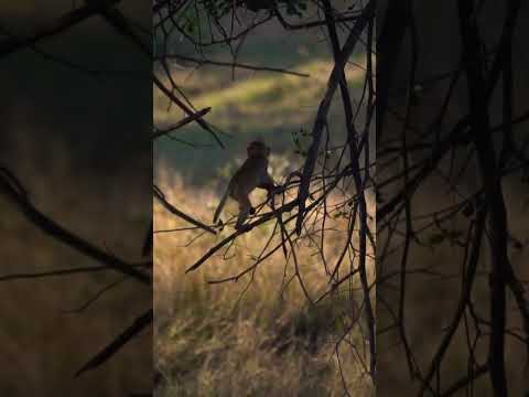 The rhesus macaque (Macaca mulatta), colloquially rhesus monkey, is a species of Old World monkey.