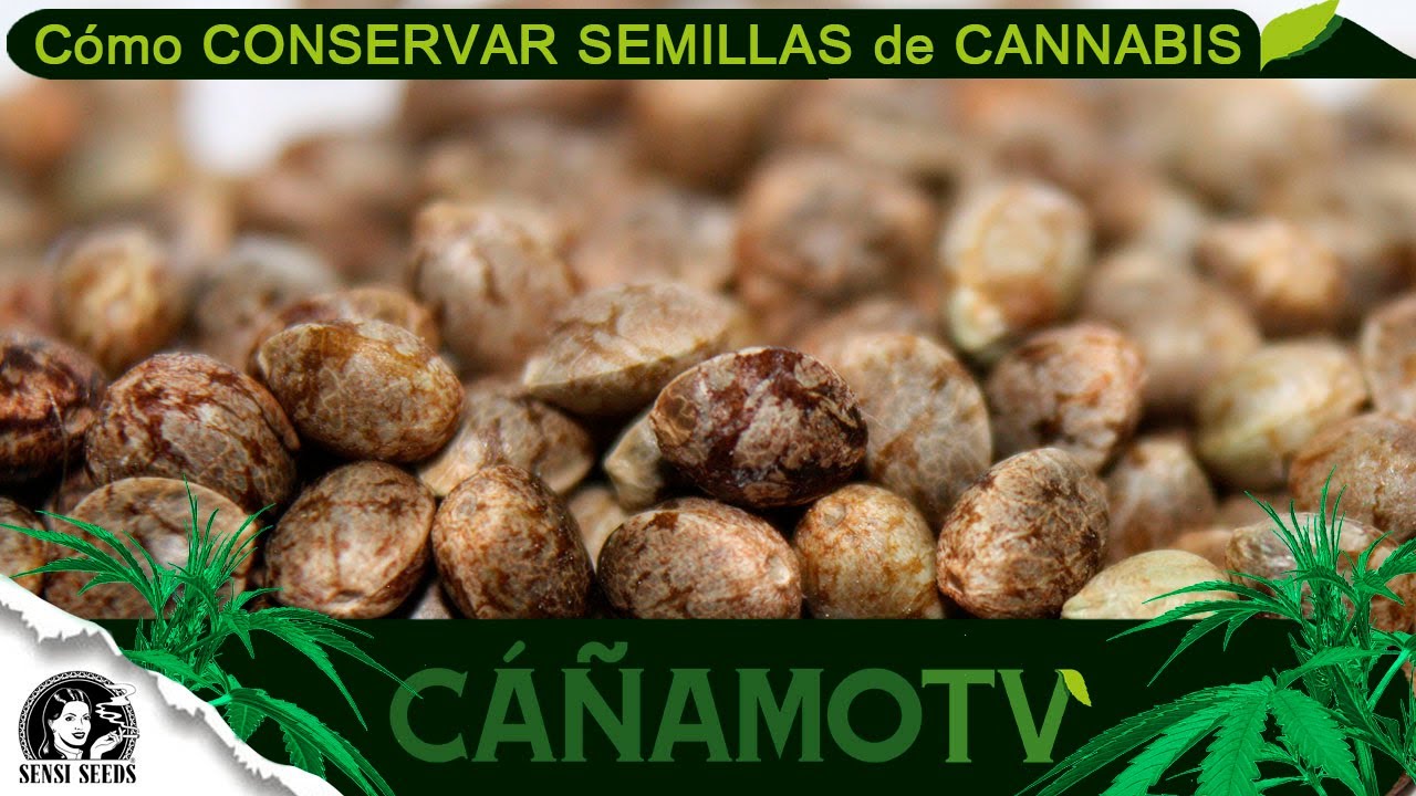 TIPS for PRESERVING CANNABIS SEEDS