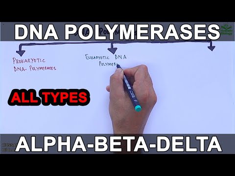 DNA Polymerases | Prokaryotic | Eukaryotic | Viral