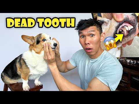 Corgi's Big Dental Consult Update: The Results Are In! || Life After College: Ep. 787