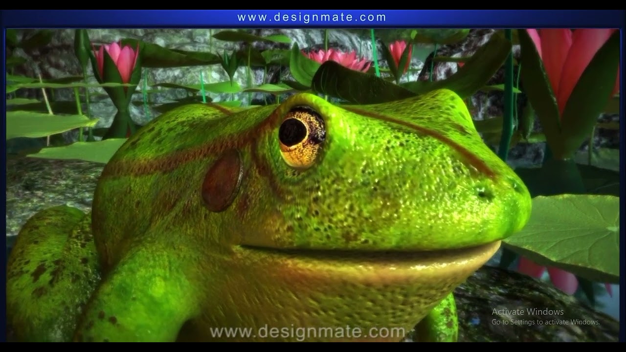 External anatomy of frog Head
