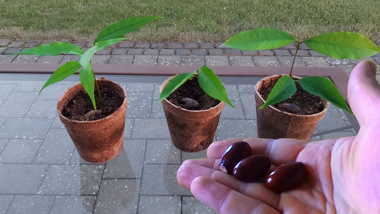 Growing Lychee (Litchi) from Seed
