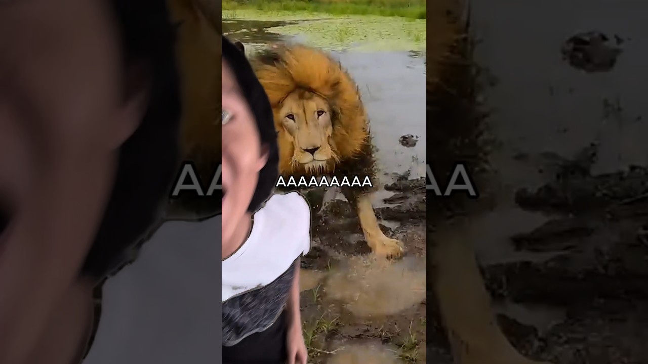 How CUTE can you draw a LION??