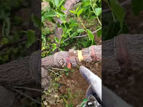 This technique is especially used in jujube trees to boost yield #satisfying #pruning #jujubetree